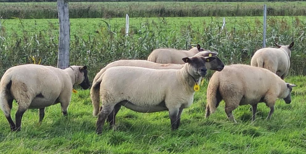 Wann ist ein Lamm ein Lamm?